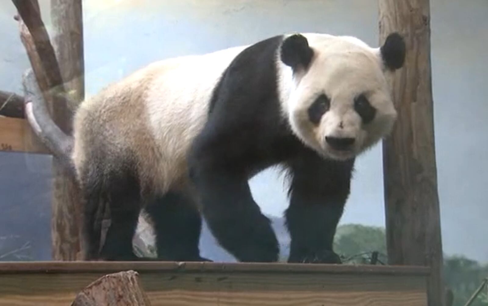 Pandas say goodbye to Zoo Atlanta - WSB-TV Channel 2 - Atlanta