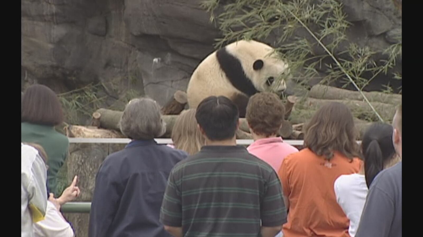 Pandas say goodbye to Zoo Atlanta - WSB-TV Channel 2 - Atlanta