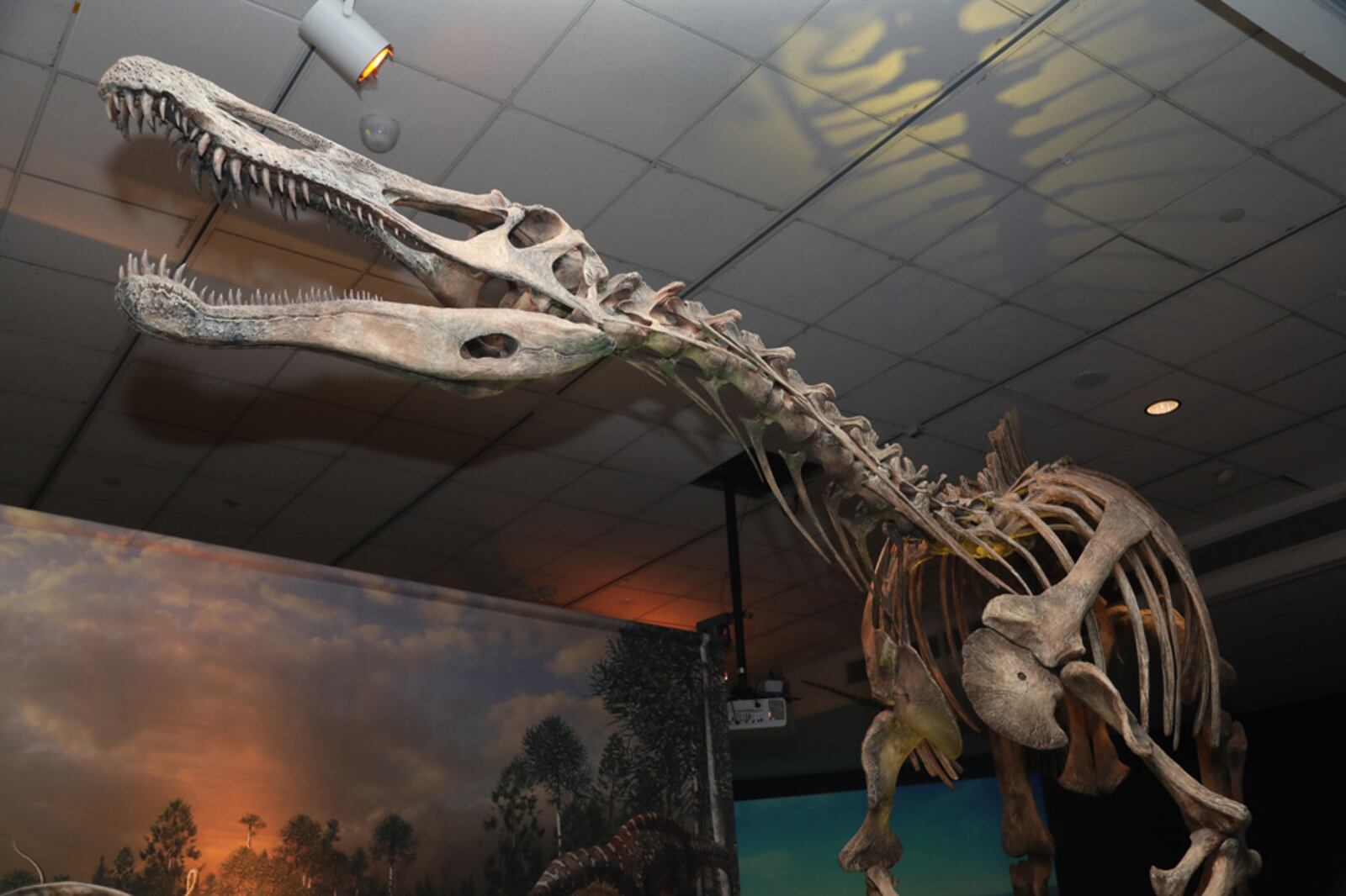 Ultimate Dinosaurs brings dinosaur bones, fossils, augmented reality to ...